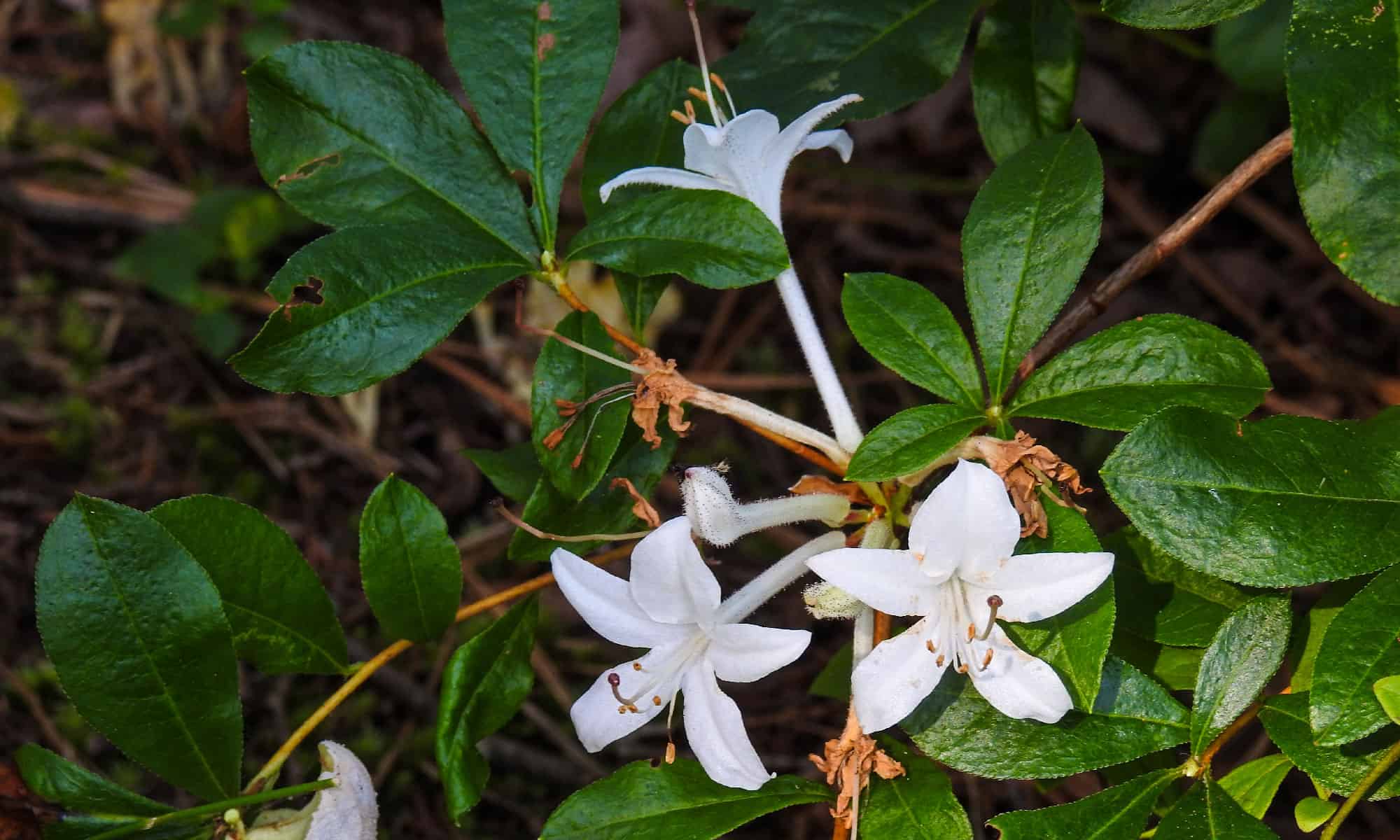 8 Native Plants in Louisiana - A-Z Animals