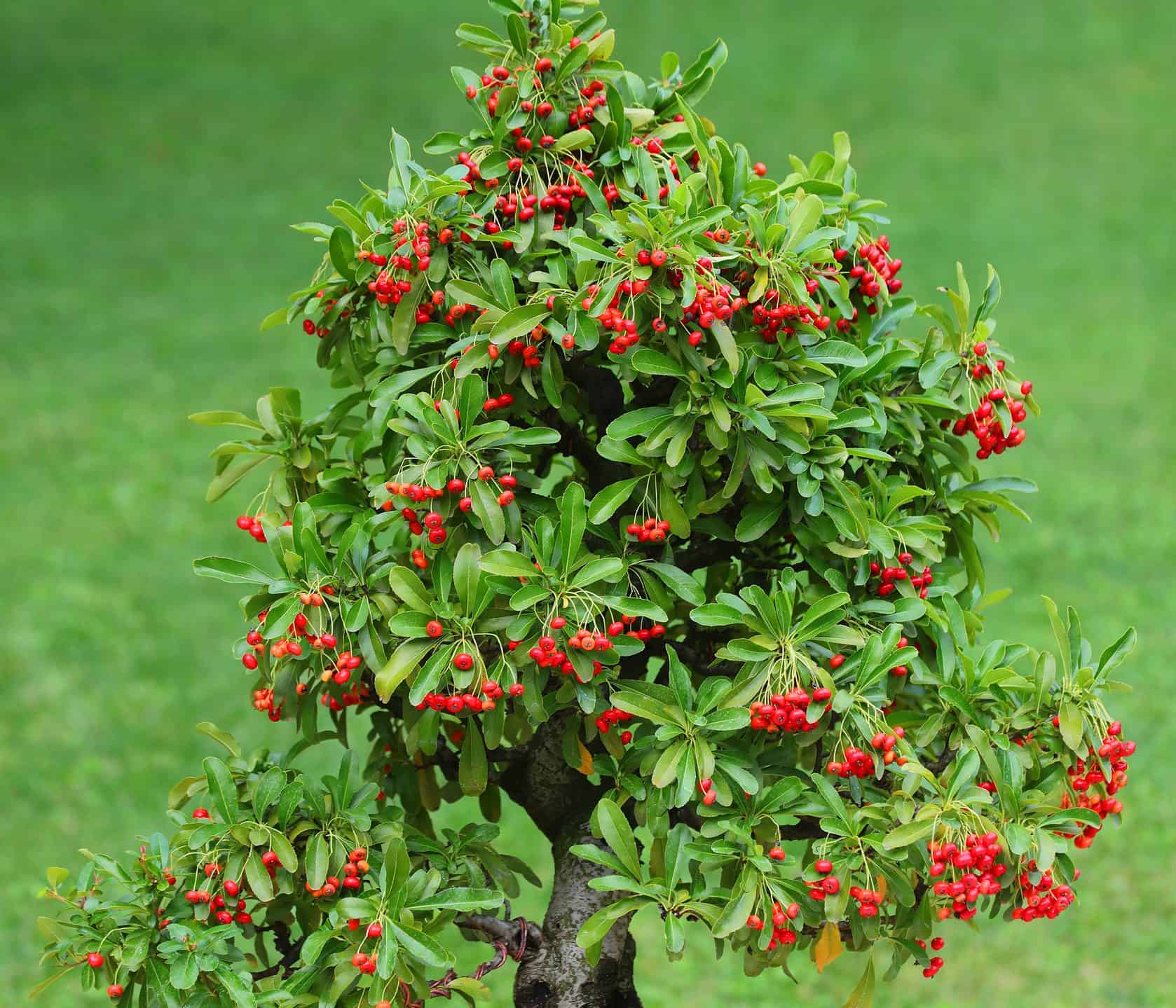 Firethorn Bonsai Tree Varieties, Care Guide & Propagation Tips