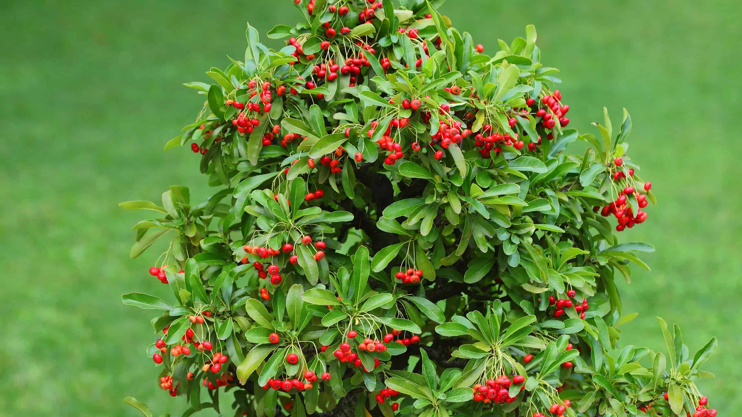 Firethorn Bonsai Tree Varieties, Care Guide & Propagation Tips