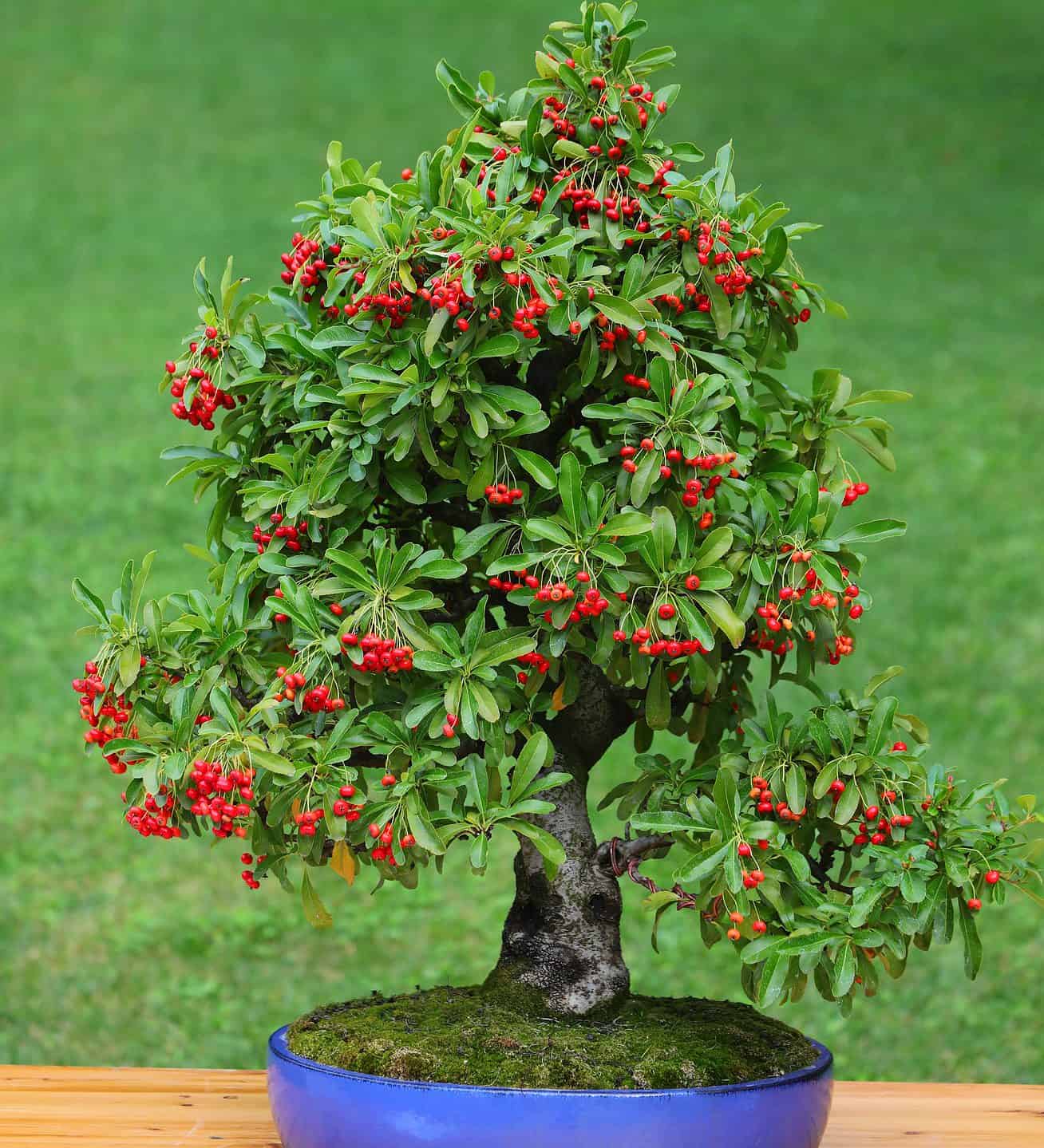 Firethorn Bonsai Tree Varieties, Care Guide & Propagation Tips