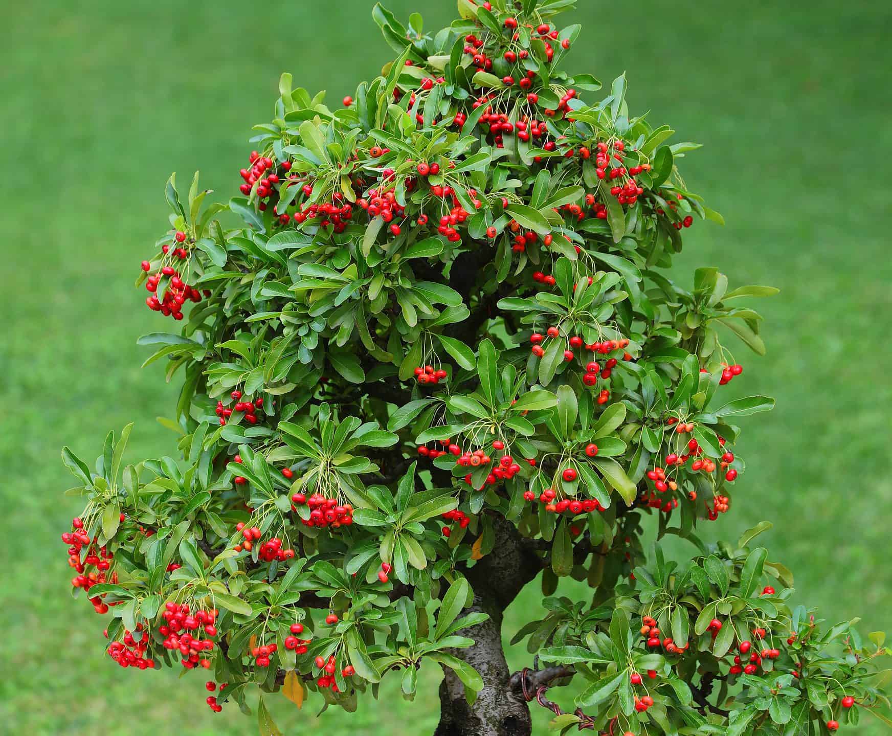 Firethorn Bonsai Tree Varieties, Care Guide & Propagation Tips