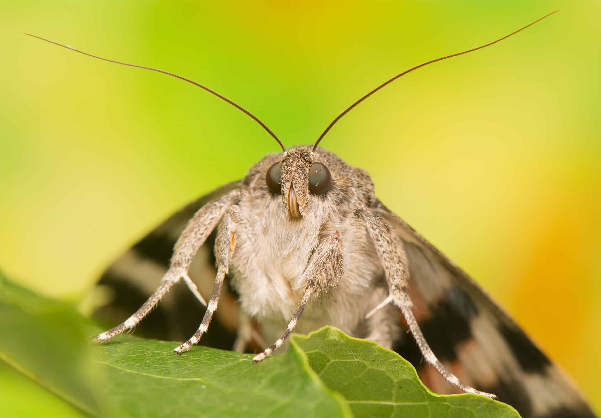 Underwing Moth Insect Facts - Catocala - A-Z Animals