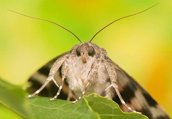 Underwing Moth Animal Facts - Catocala - A-Z Animals