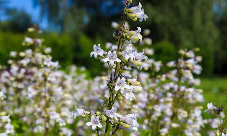Foxglove Flowers: Meaning, Symbolism, and Proper Occasions - A-Z Animals