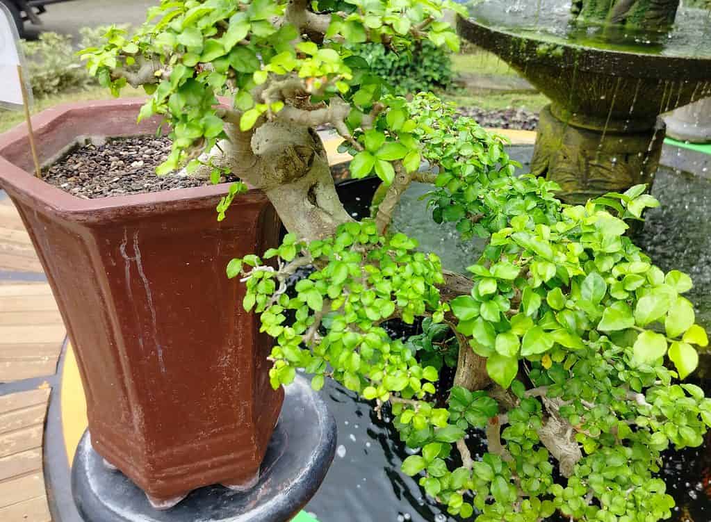 Bird Plum Bonsai: Care Guide, Propagation, Tips, and More
