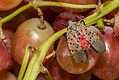 Discover 12 Invasive Species in Massachusetts - AZ Animals