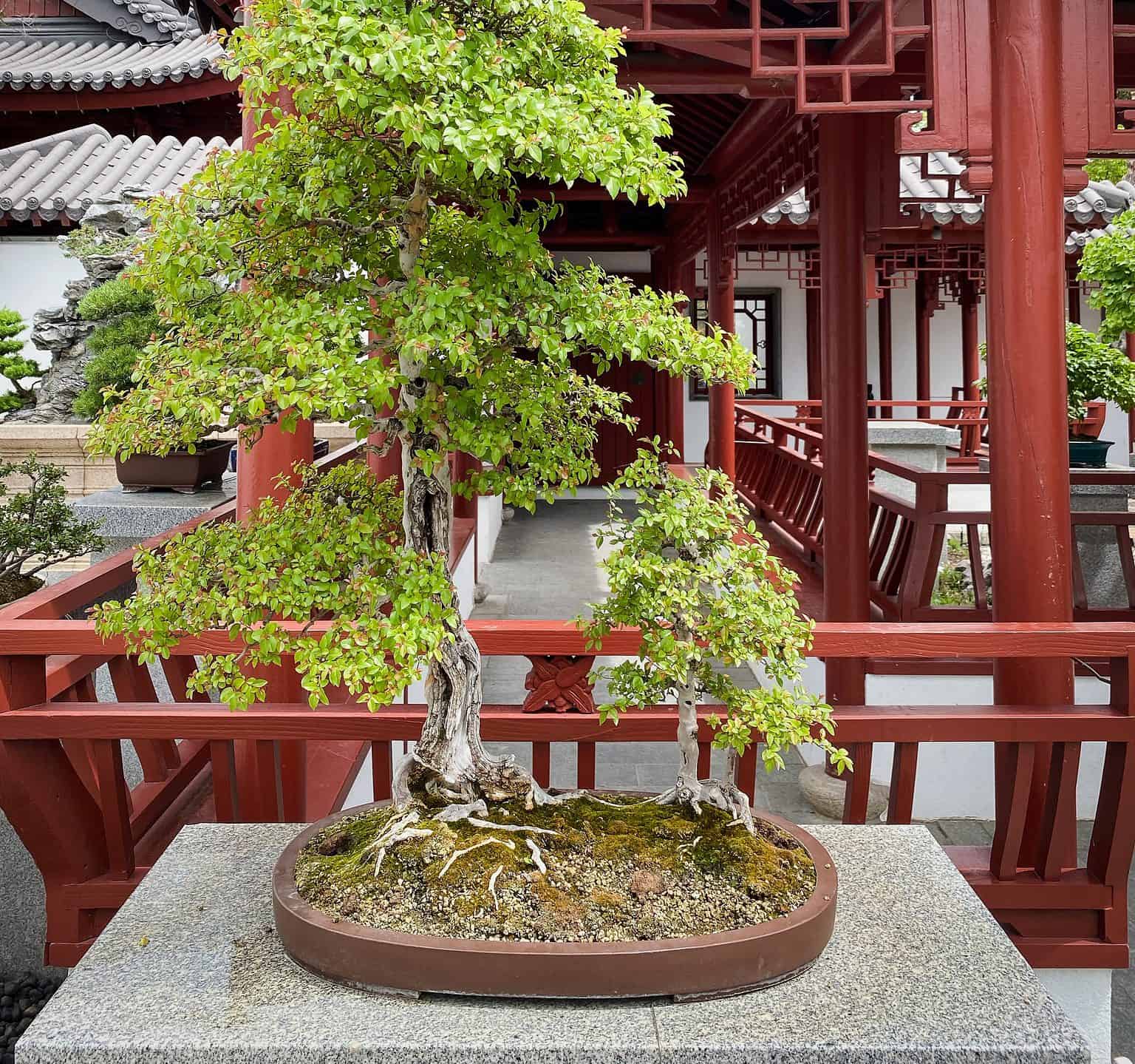 Bird Plum Bonsai: Care Guide, Propagation, Tips, and More