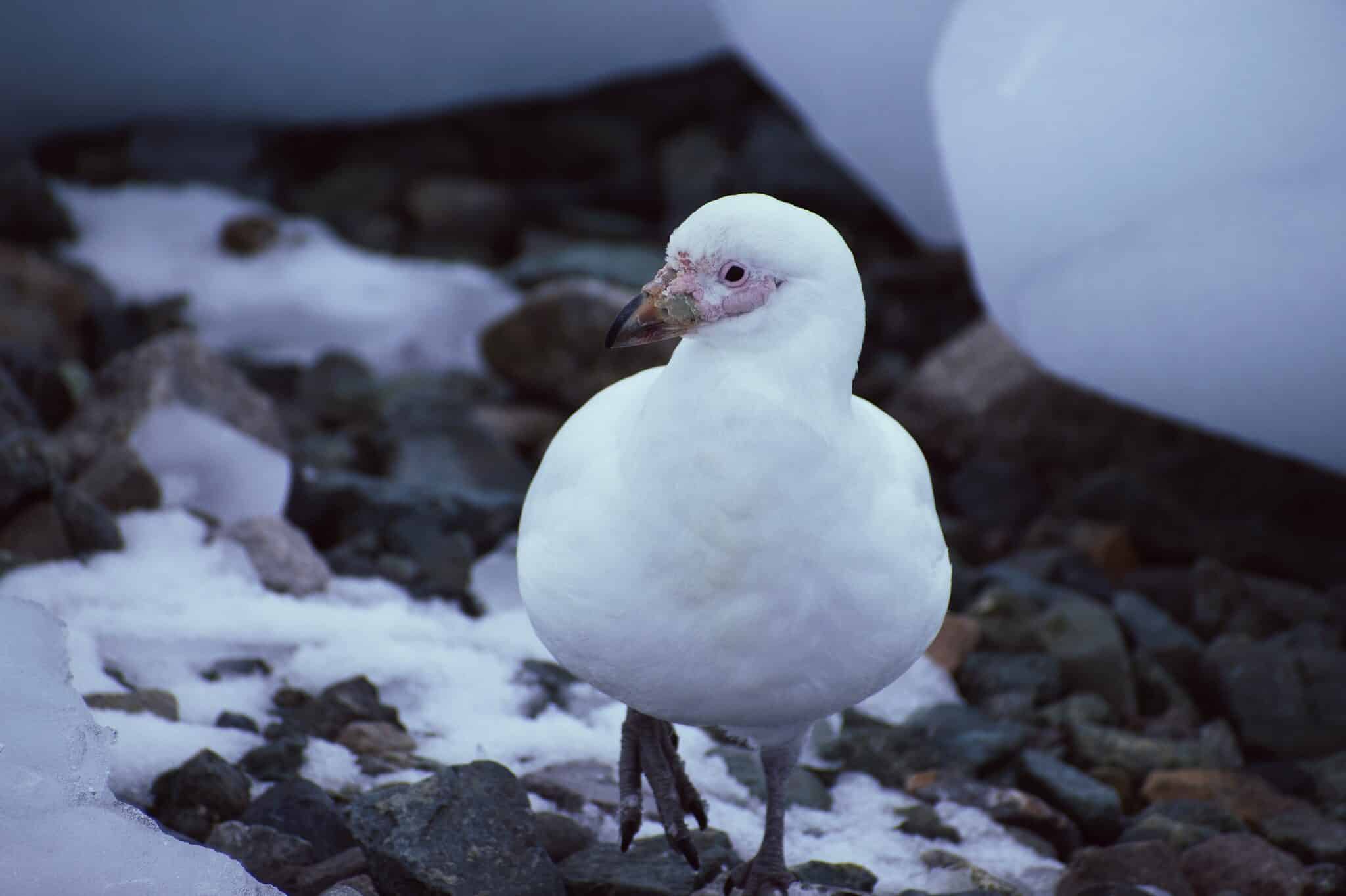 Discover the Top 10 Carrion-Eating Birds and Their Unique Feeding ...