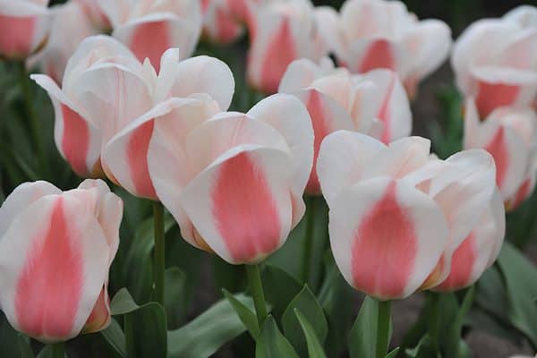 14 Types of Tulips for a Beautiful Spring - A-Z Animals