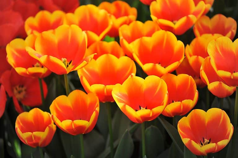 11 Most Popular Types of Tulips - A-Z Animals