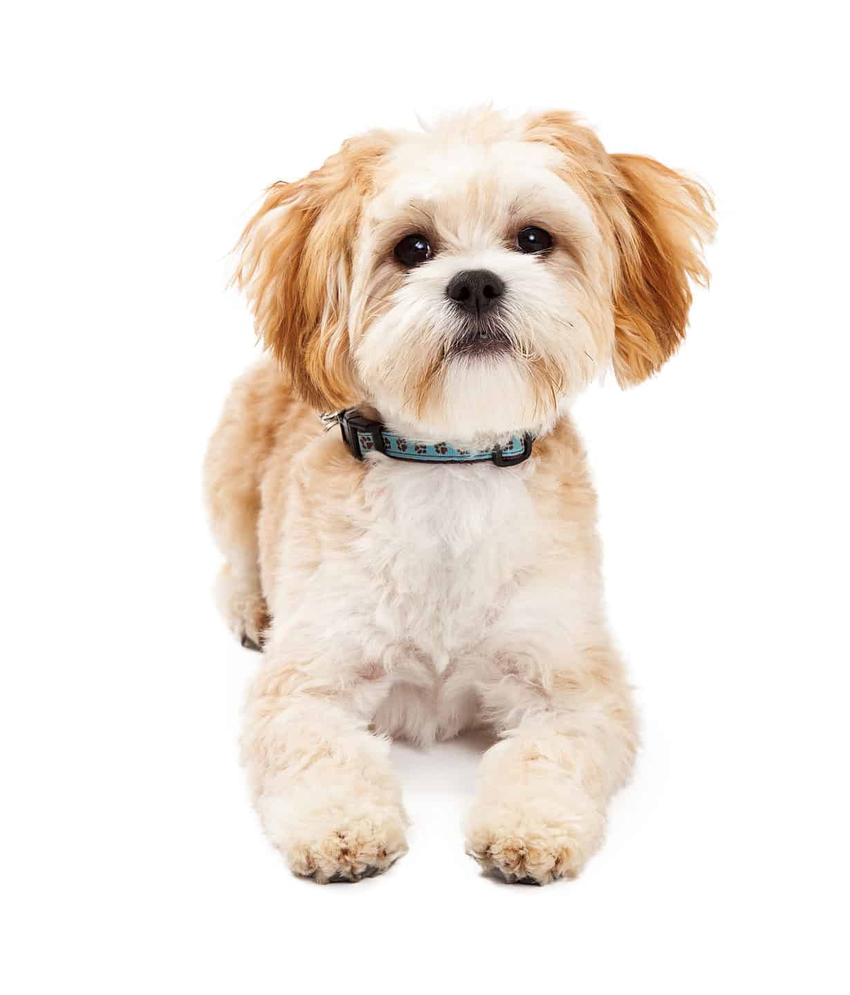 12 Adorable Types of Maltese Dog Breeds - A-Z Animals