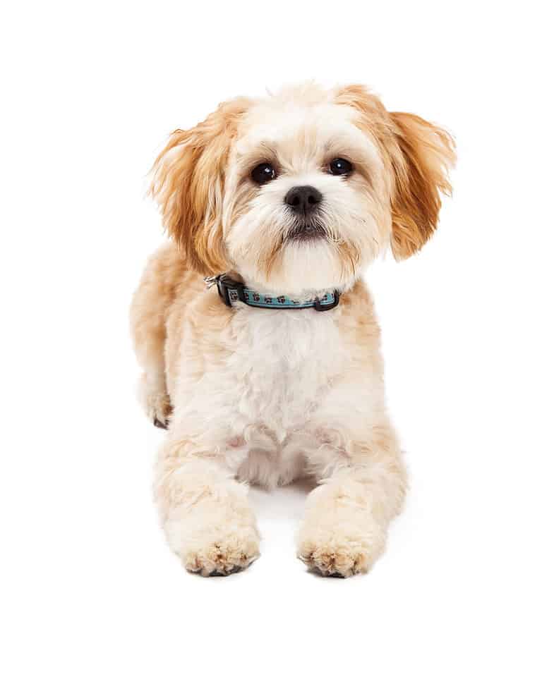 12 Adorable Types of Maltese Dog Breeds - A-Z Animals