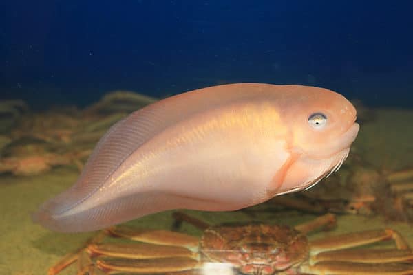 What Lives at the Bottom of the Pacific Ocean? - A-Z Animals