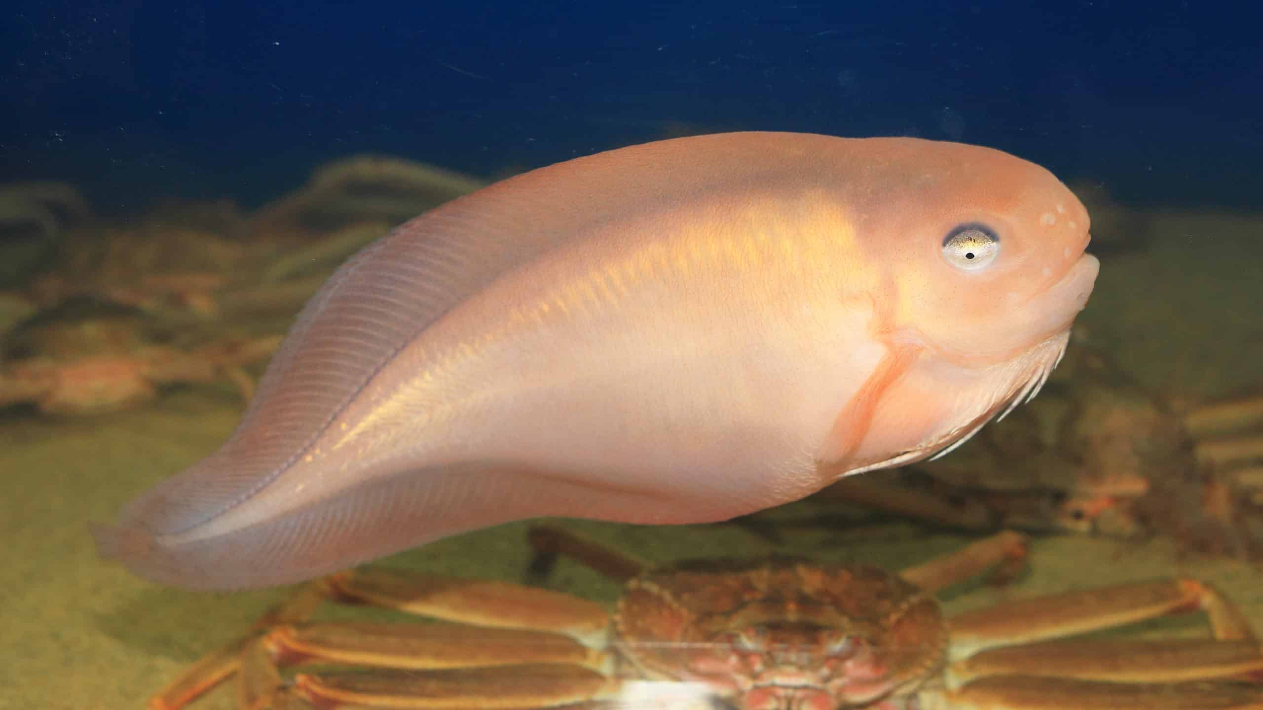 Snailfish Fish Facts - A-Z Animals