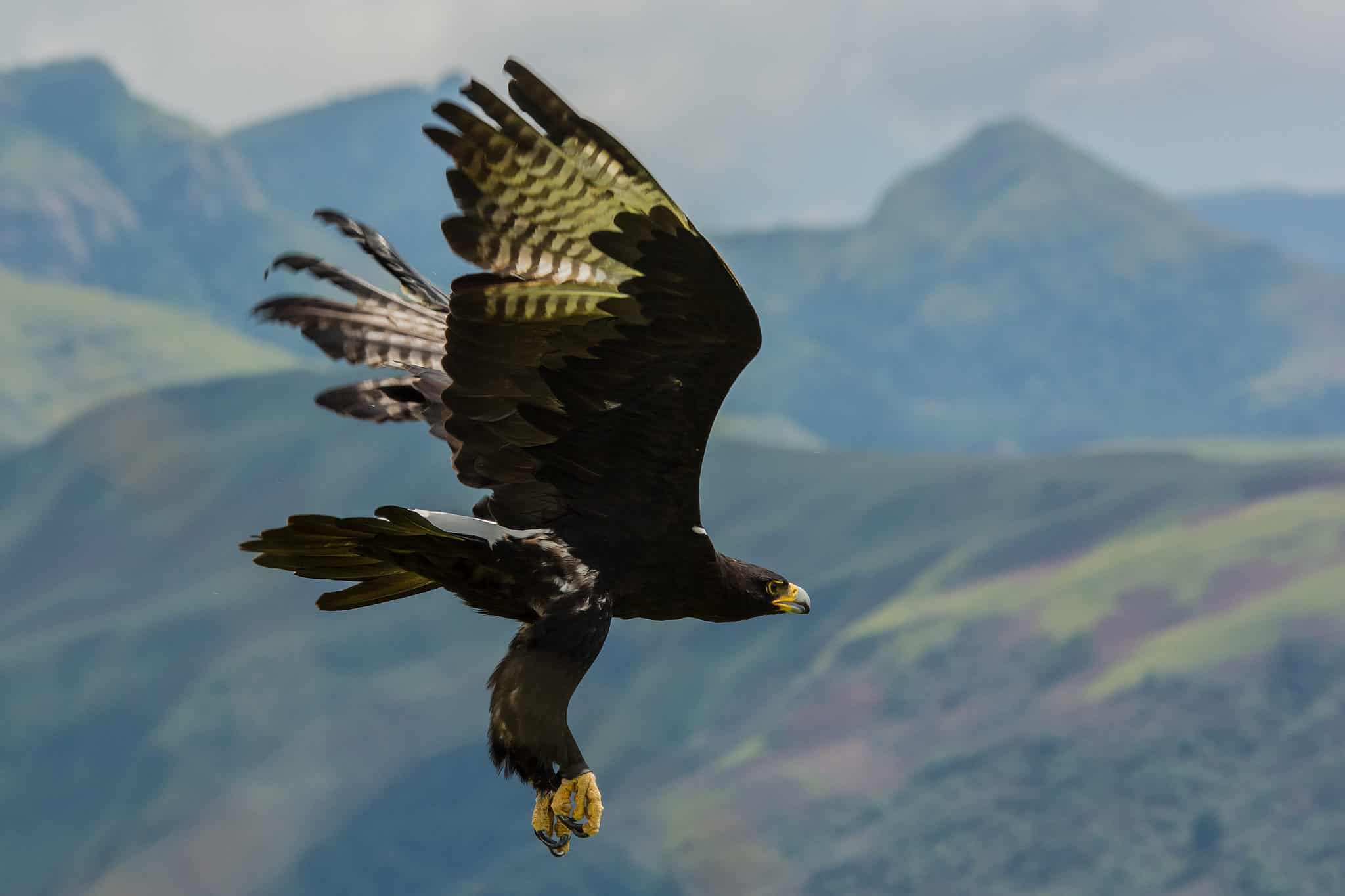 Eagle Wingspan: The 9 Largest Eagles Still Soaring the Skies in 2024 ...