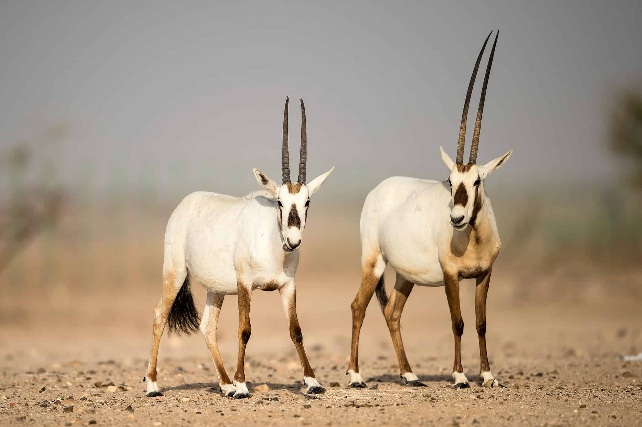 How Long Can Oryx Go Without Drinking Water? - A-Z Animals