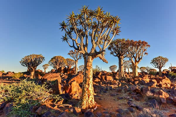 9 Incredible Trees Native to South Africa - A-Z Animals