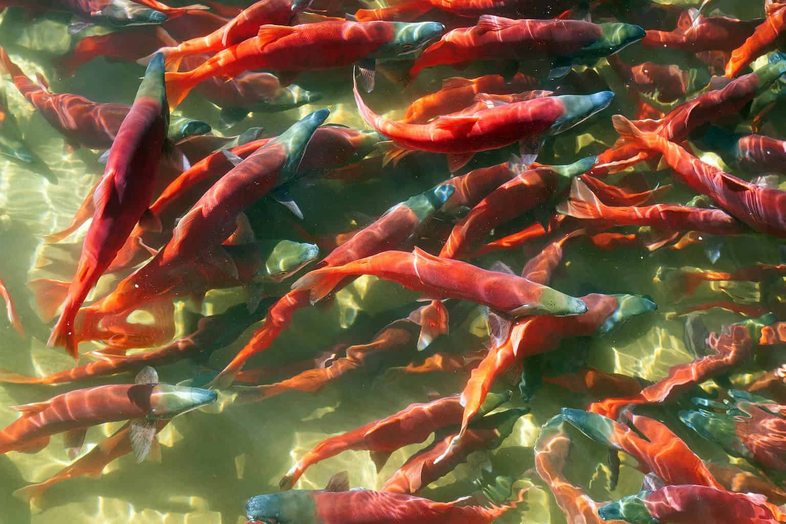 Explore 81+ Fish That Start With S (Common Names) - A-Z Animals