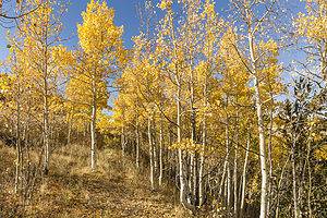 The 15 Most Iconic Trees Native to Montana - A-Z Animals