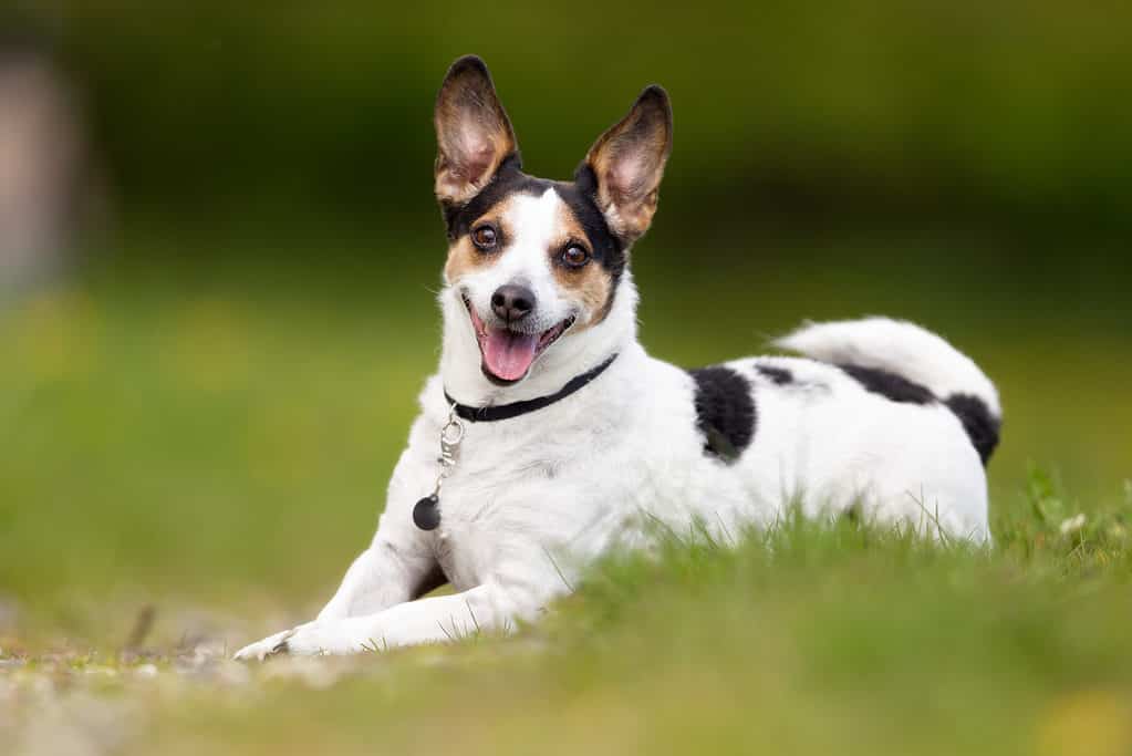 Animal Encyclopedia With Facts, Pictures, Stories, and More! - A-Z Animals