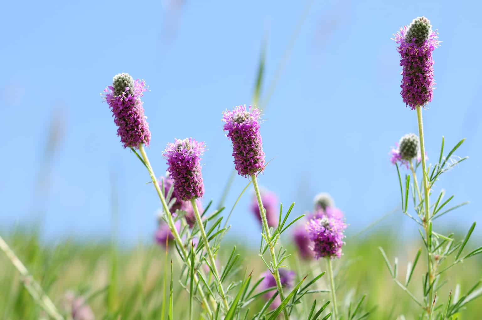 8 Native Plants in Illinois - A-Z Animals