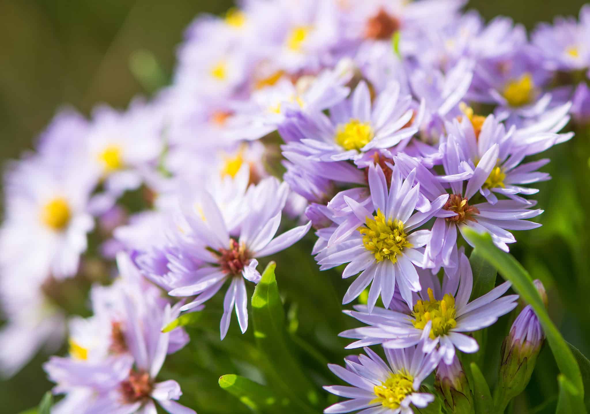 9 Flowers Native to Ireland - A-Z Animals
