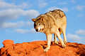 Wildlife in Turkey - Types of Turkish Animals - A-Z Animals