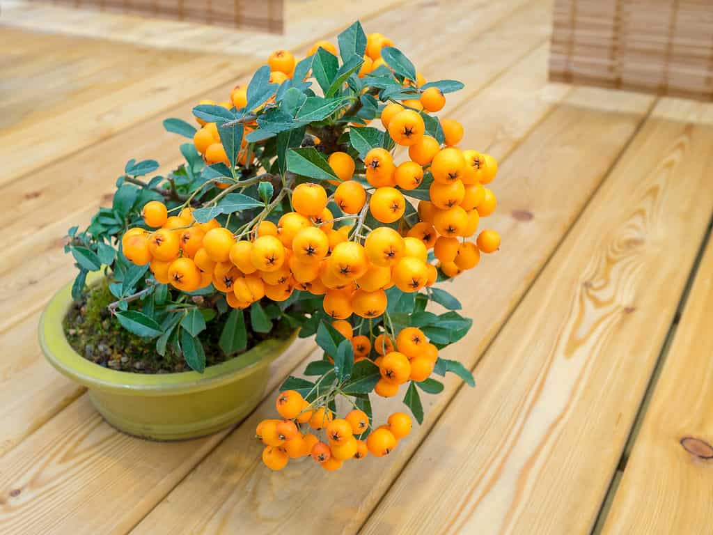 Firethorn Bonsai Tree Varieties, Care Guide & Propagation Tips