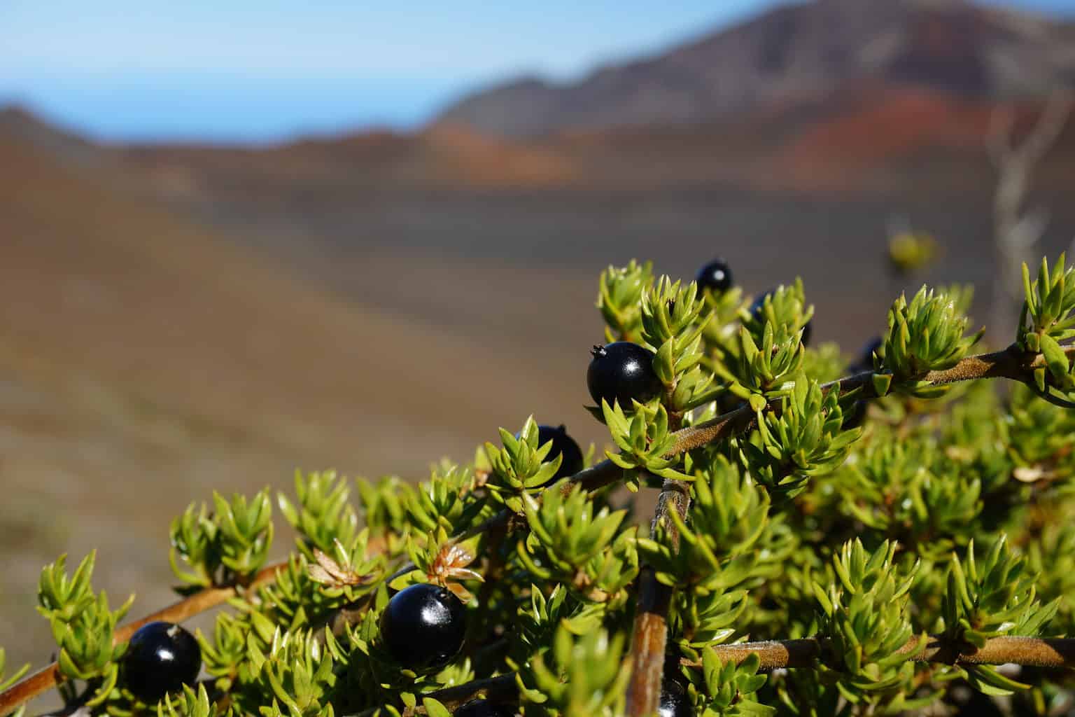 9 Native Plants In Hawaii - A-Z Animals