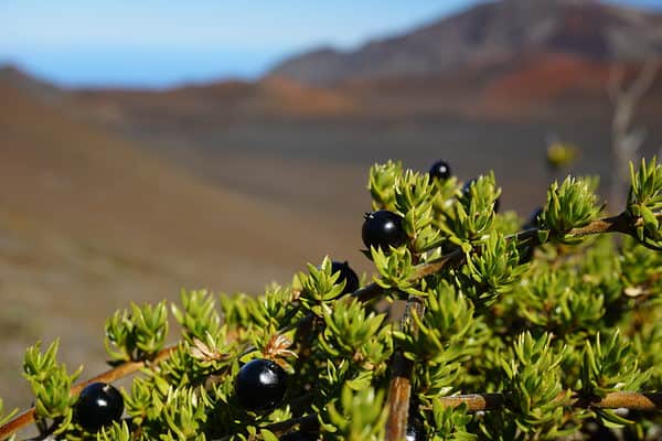 9 Native Plants In Hawaii - A-Z Animals
