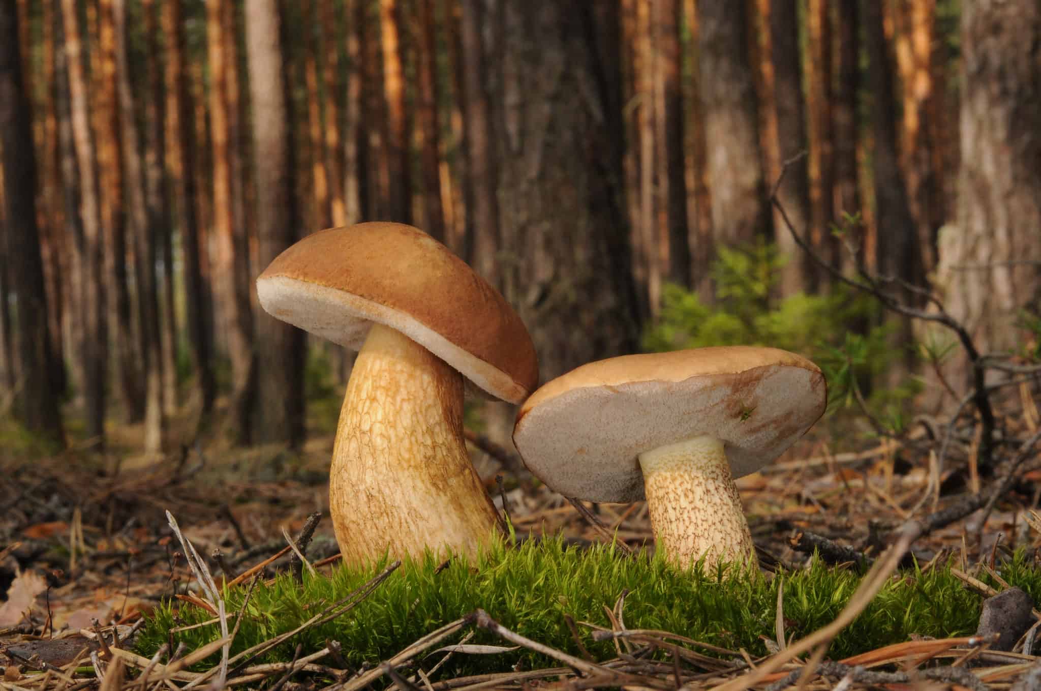 A Beginner’s Guide to Mushroom Foraging - A-Z Animals