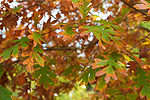 The Rich Diversity of New Jersey's Forests: Meet 10 Native Tree Species ...