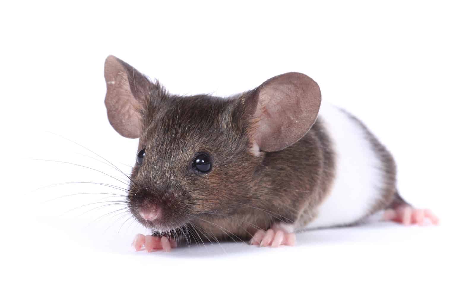 Fancy Mouse Animal Facts - Mus musculus domestica - A-Z Animals