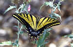 Swallowtail Butterfly Animal Facts - Papilionidae - A-Z Animals