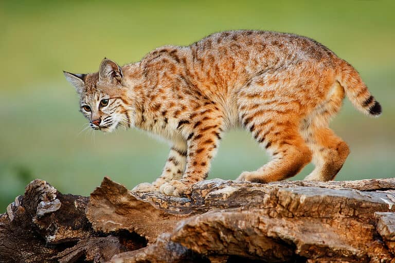 Hare Animal Facts - Lepus - A-Z Animals