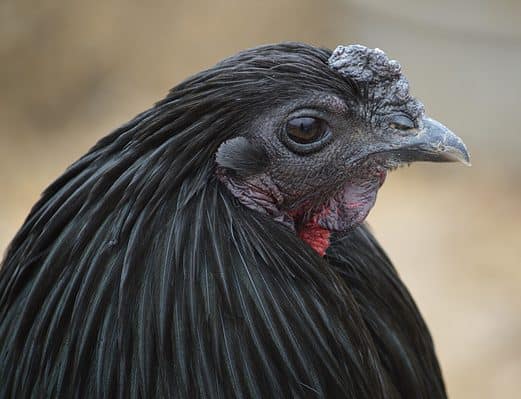 Chicken Bird Facts - Gallus gallus domesticus - A-Z Animals