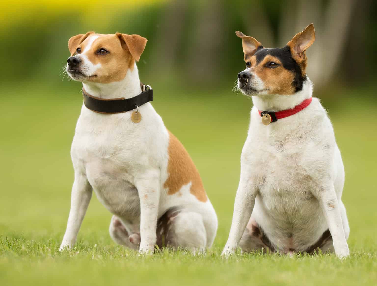 Check Out This Dog Breed Now Officially Recognized by the American ...