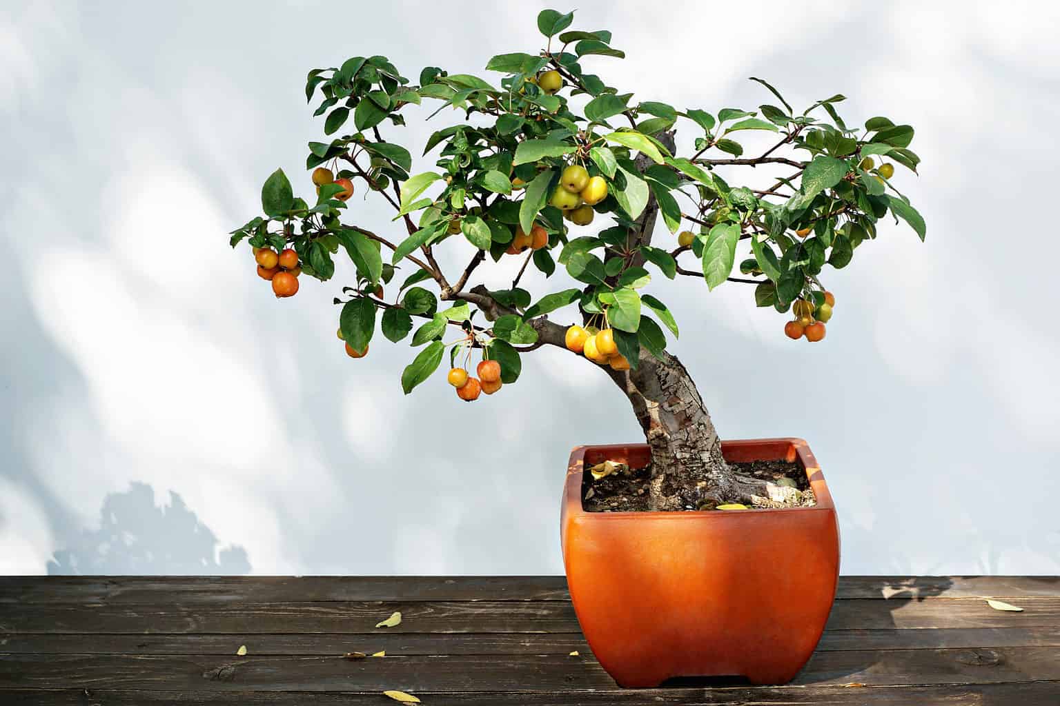 Apple Bonsai Tree: Varieties, How to Propagate, and More
