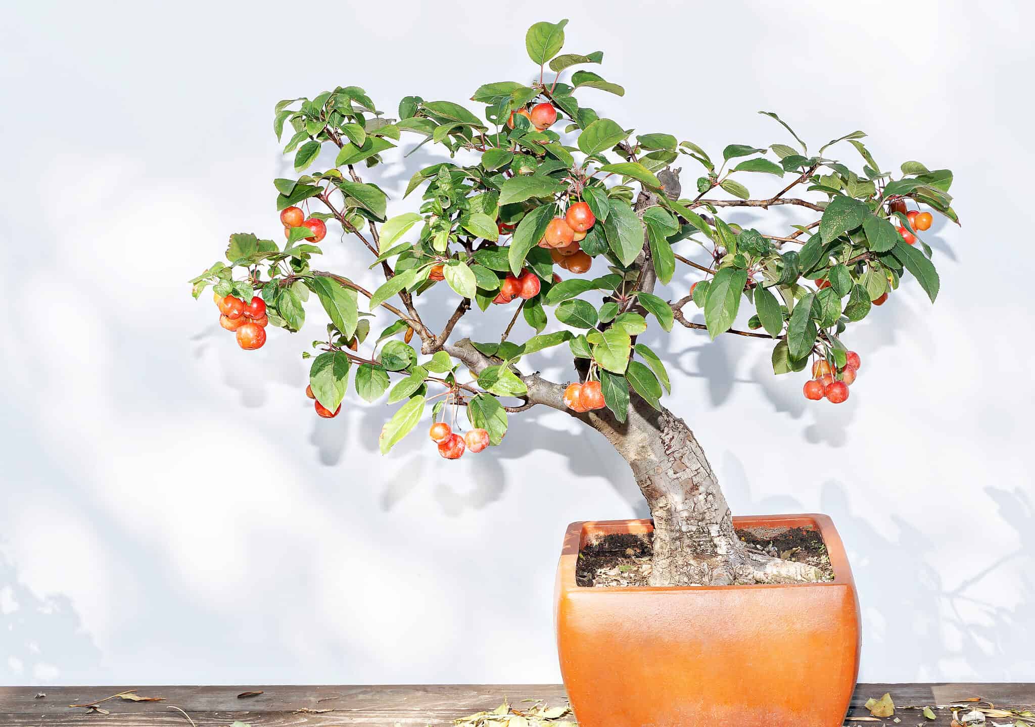 Apple Bonsai Tree: Varieties, How to Propagate, and More