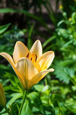 12 Native Plants in Oregon - A-Z Animals