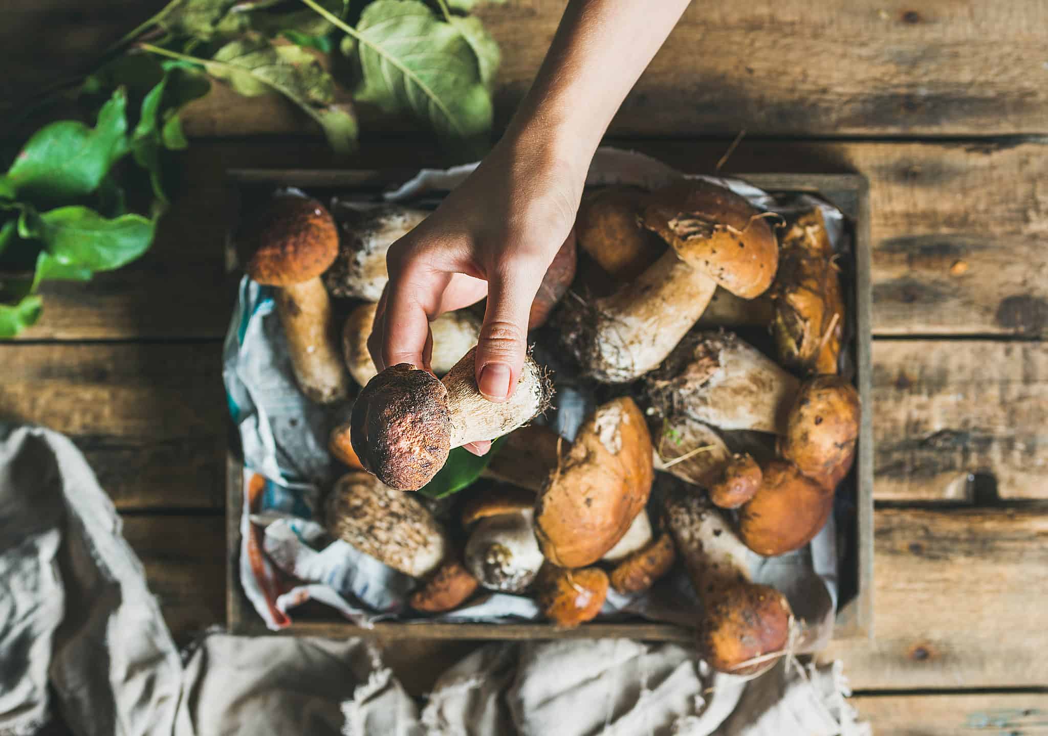 How to Grow Porcini Mushrooms - A-Z Animals