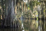 Discover The 5 Largest Swamps In The United States - A-Z Animals