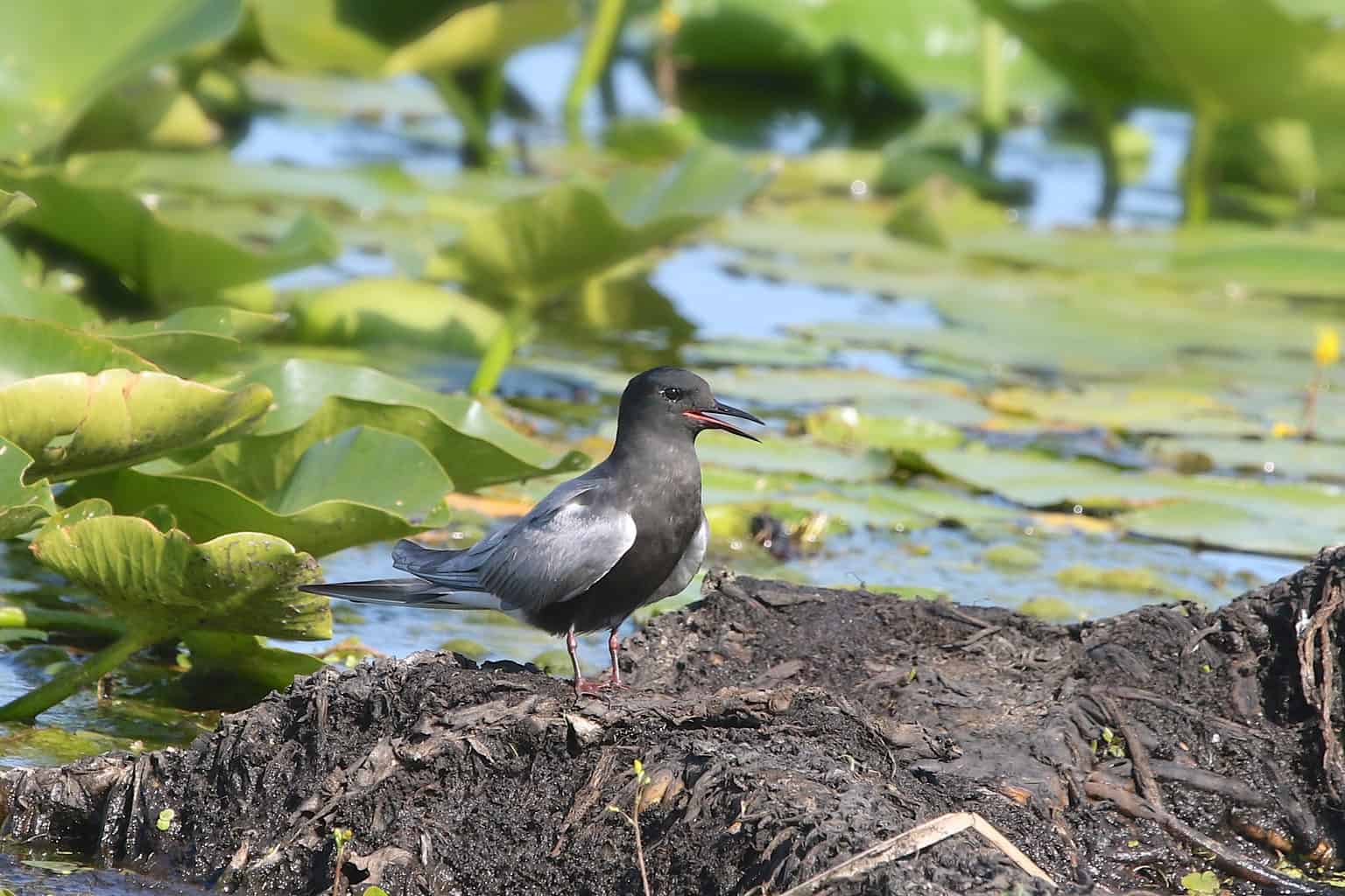 Discover the Top 10 Carrion-Eating Birds and Their Unique Feeding ...