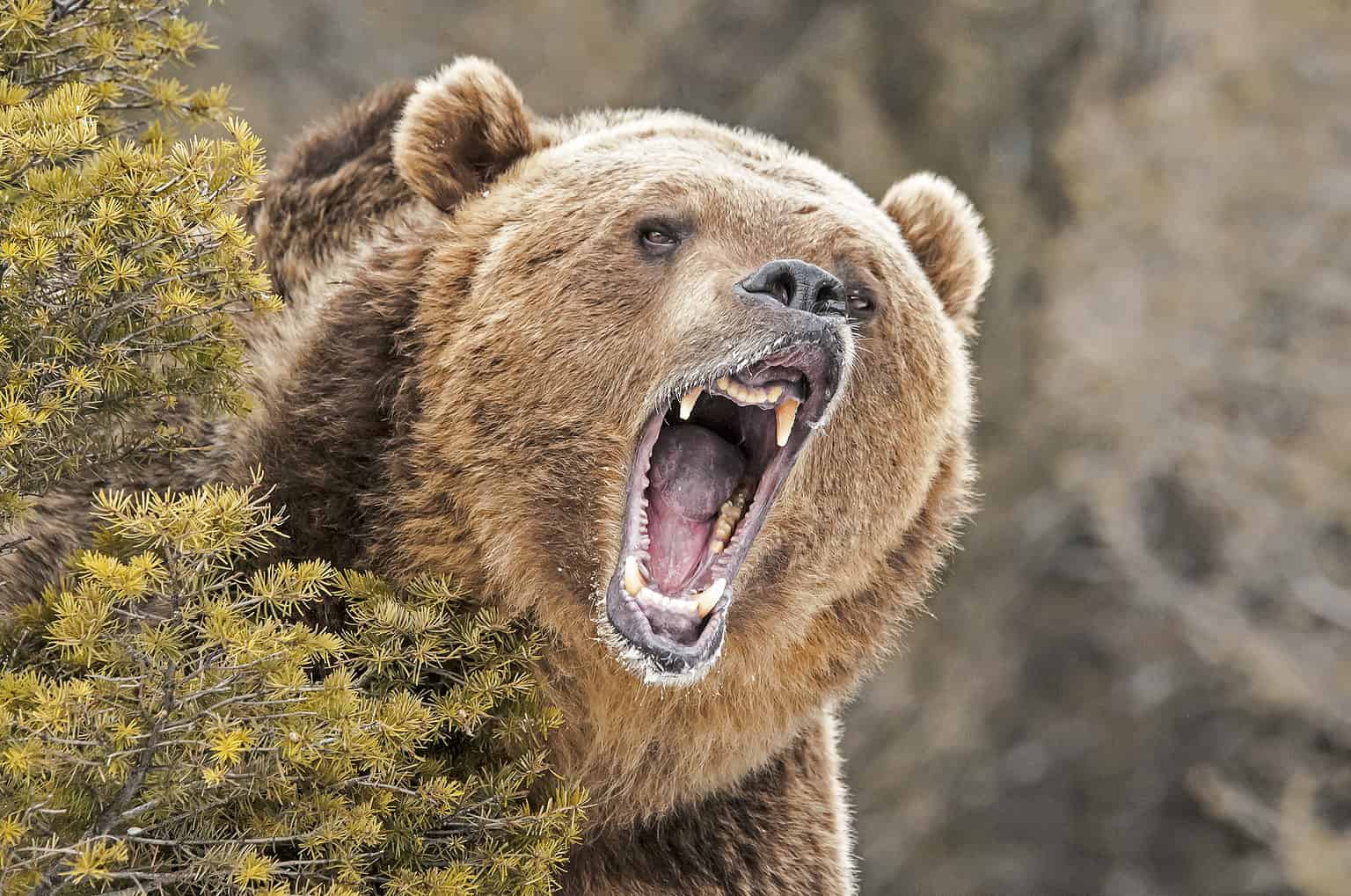 The Most Dangerous Bear In The World and Where You Might Encounter It The Most Dangerous Bear In The World and Where You Might Encounter It