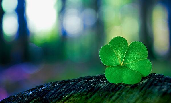 Discover the National Flower of Ireland: Shamrock - AZ Animals