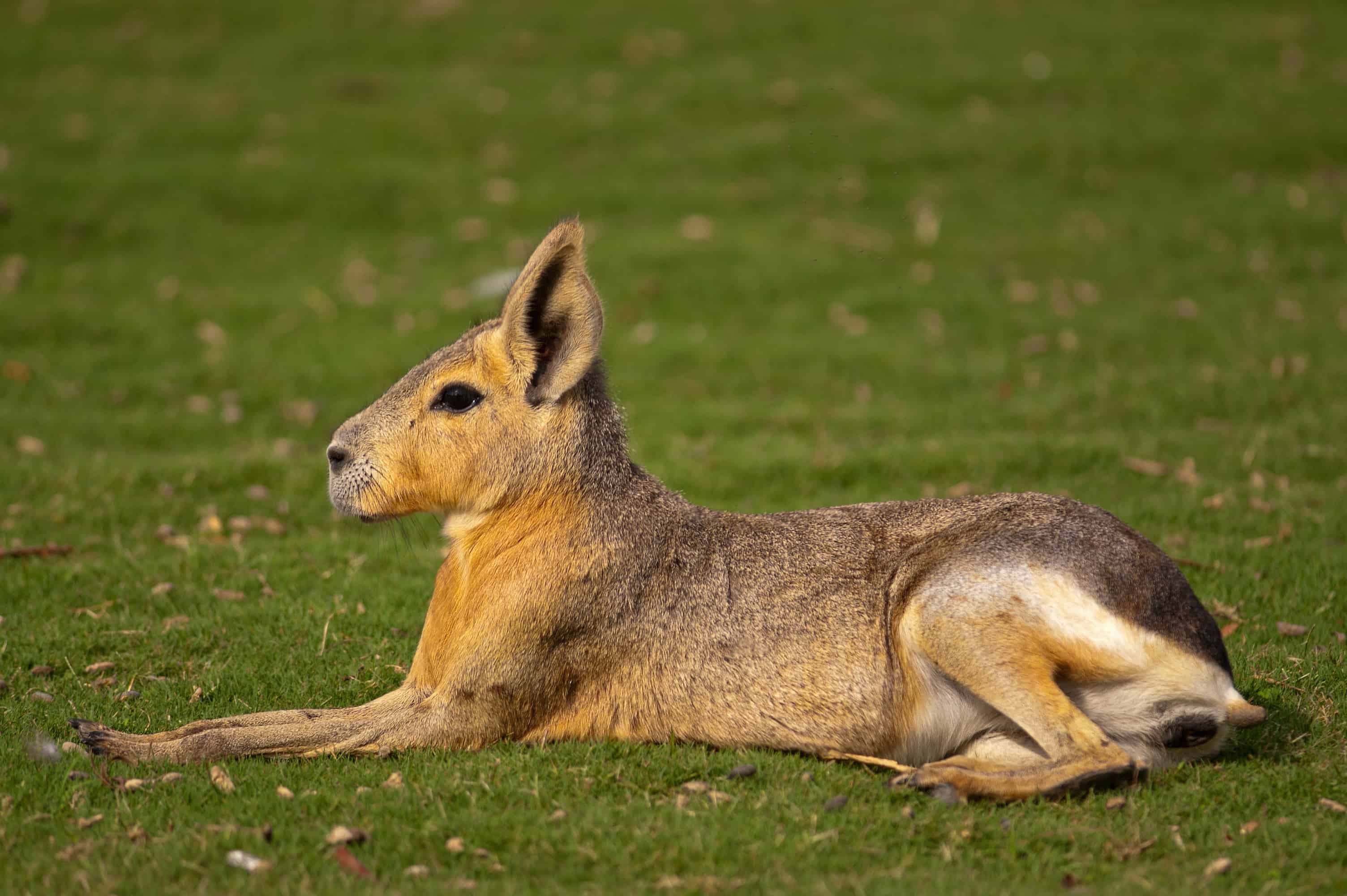 24 Endemic Species You'll Only Find in One Place on Earth - A-Z Animals