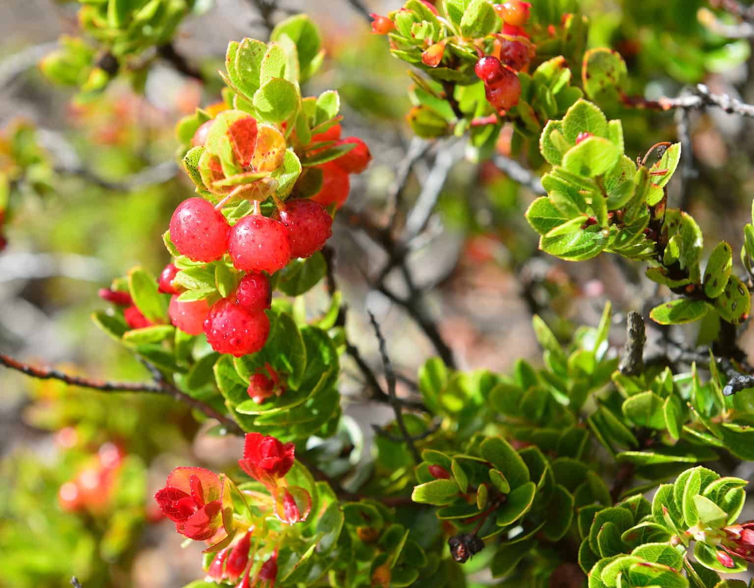 9 Native Plants In Hawaii - A-Z Animals