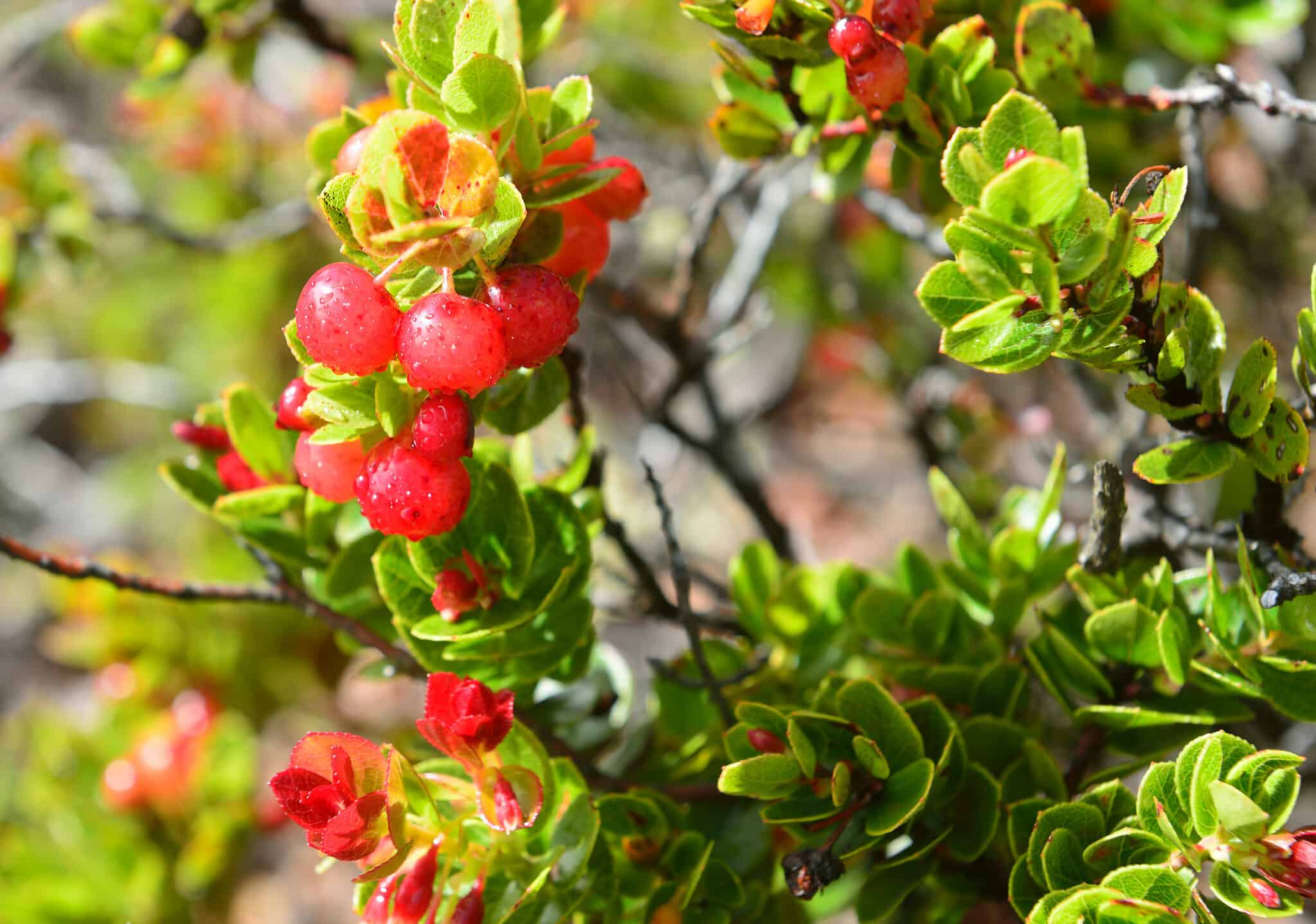9 Native Plants In Hawaii - A-Z Animals