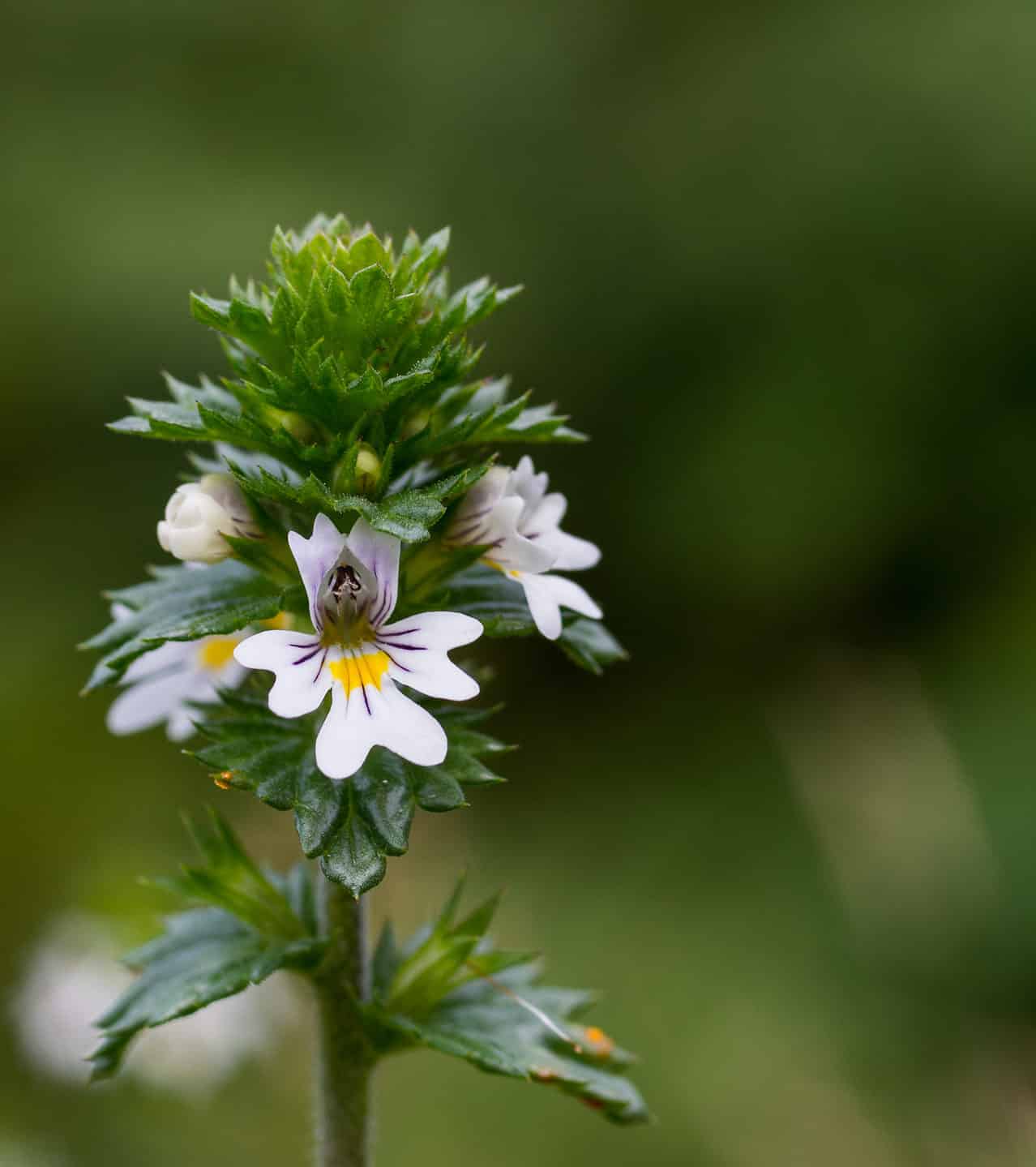 9 Flowers Native to Ireland - A-Z Animals