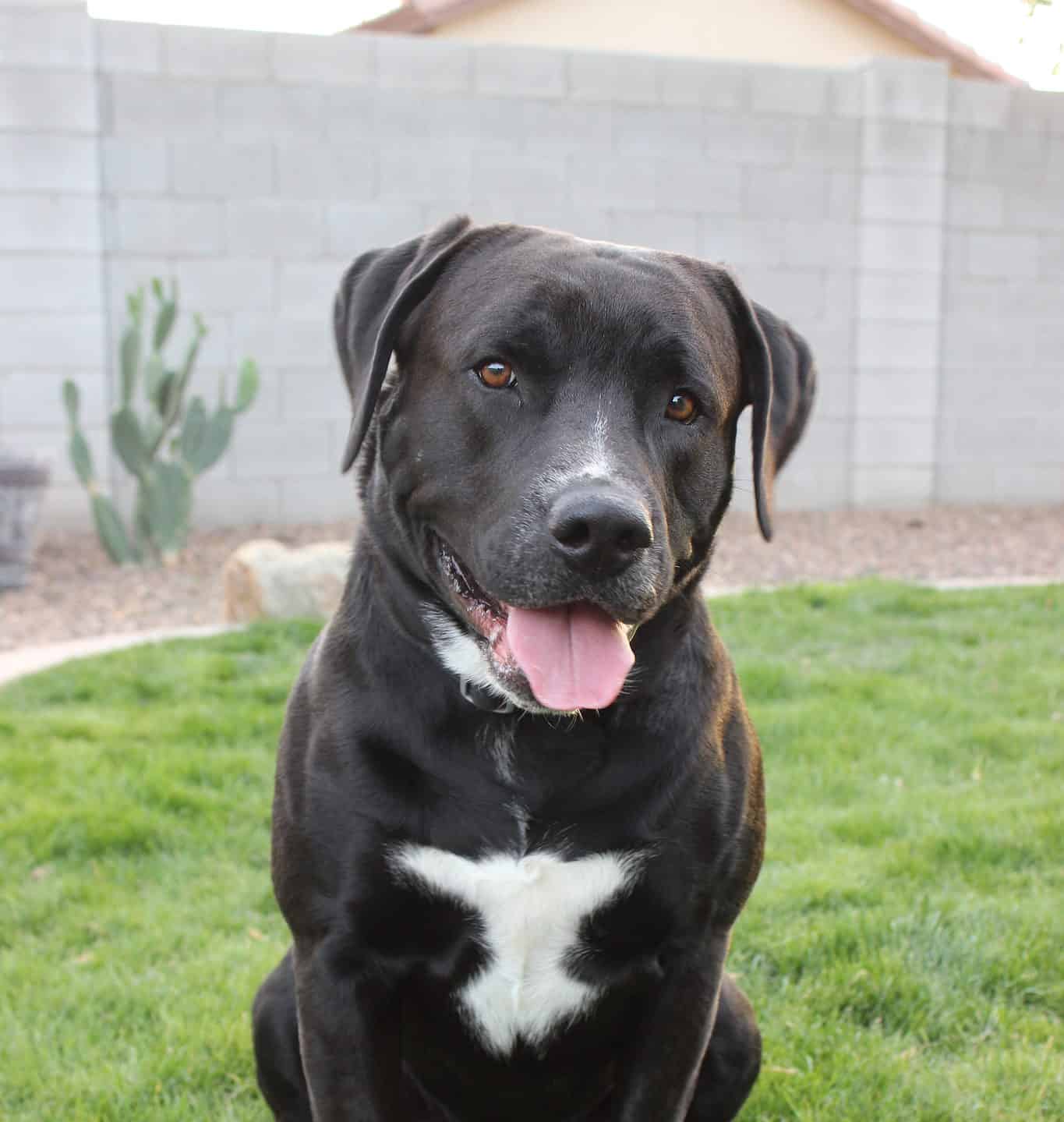 Bulldog Mix Dog Breed Complete Guide - A-Z Animals